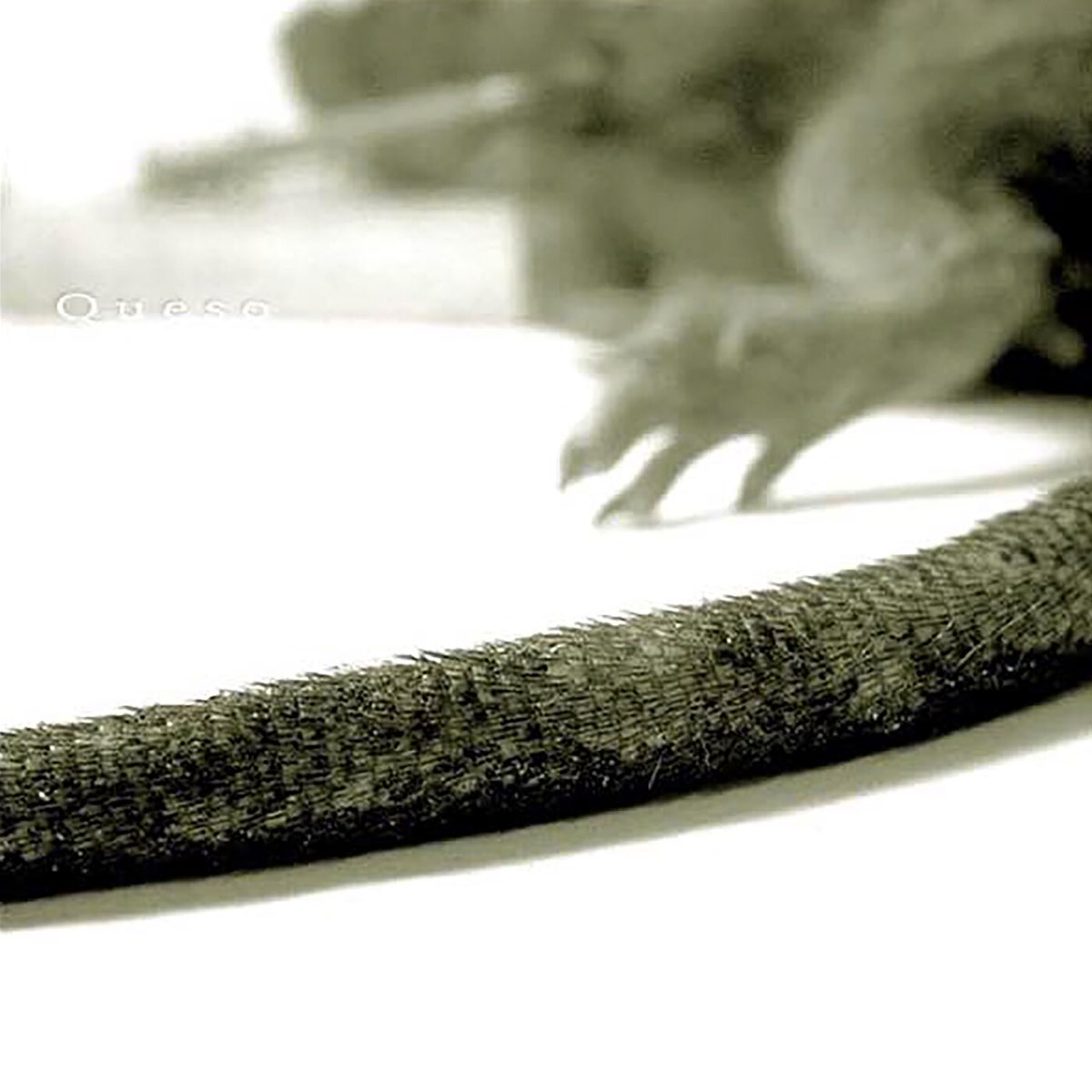 Queso by Queso (Album; Tower of Doom): Reviews, Ratings, Credits, Song ...