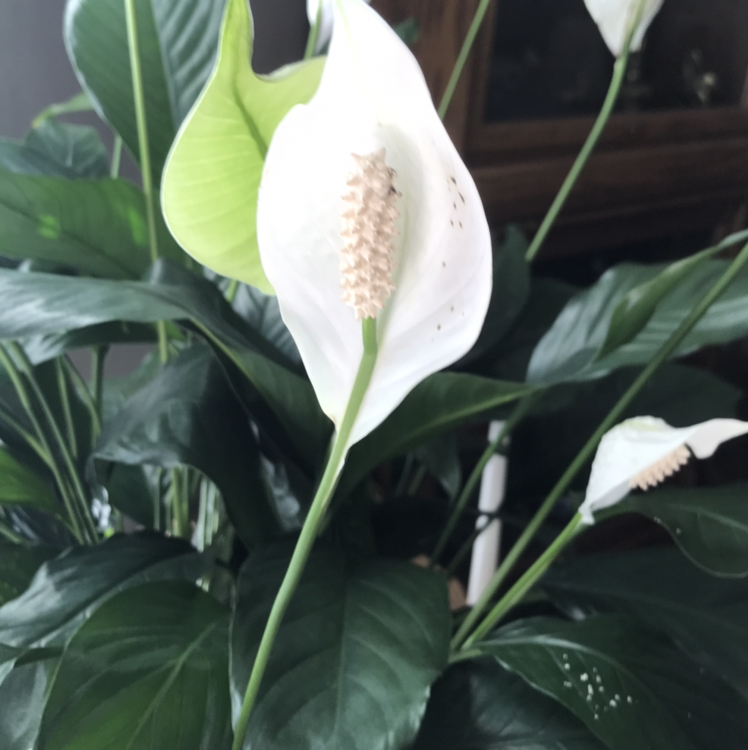 Betta Than Yours by YungStigmataManne (Single): Reviews, Ratings ...