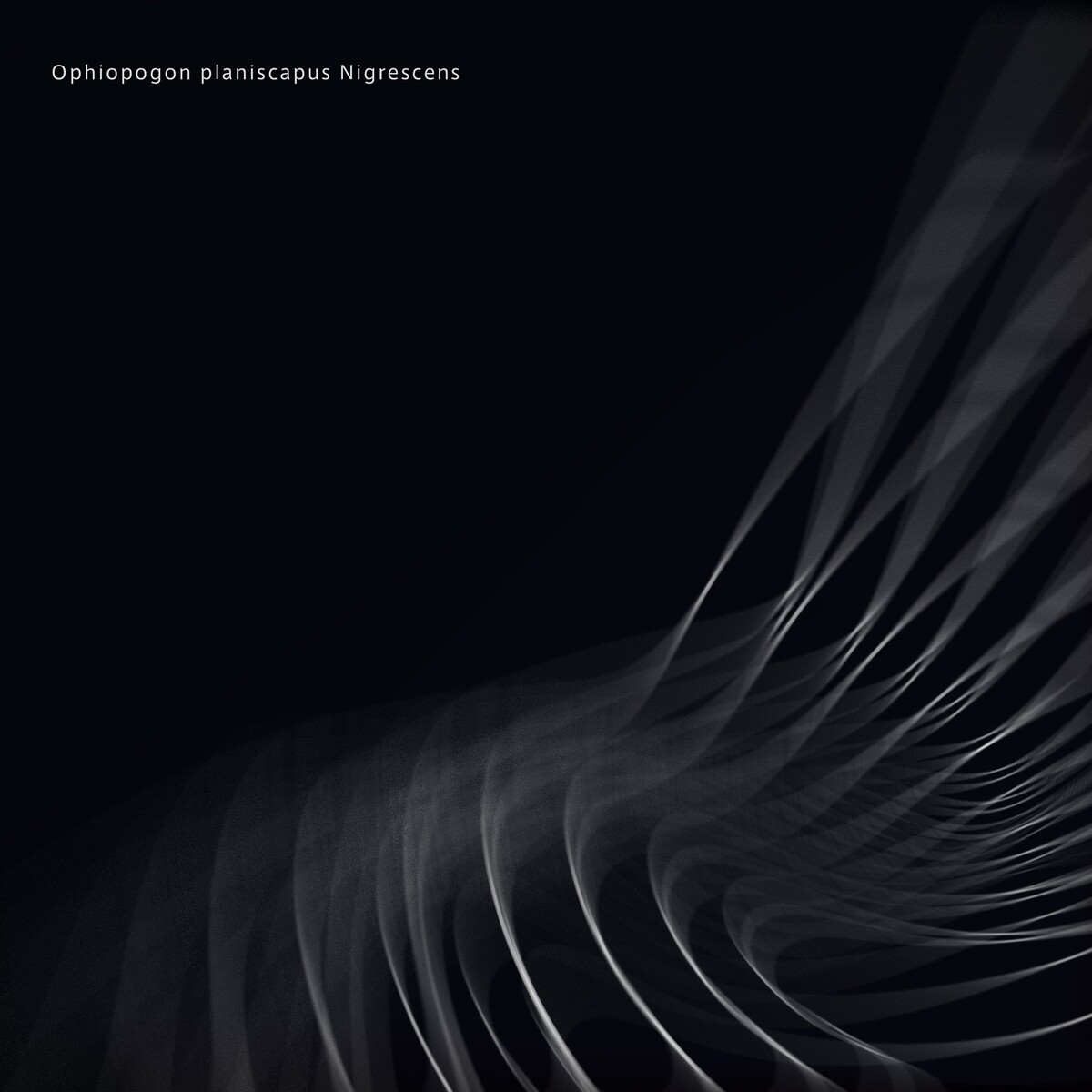 Ophiopogon planiscapus Nigrescens by Hello1103 (Single): Reviews ...