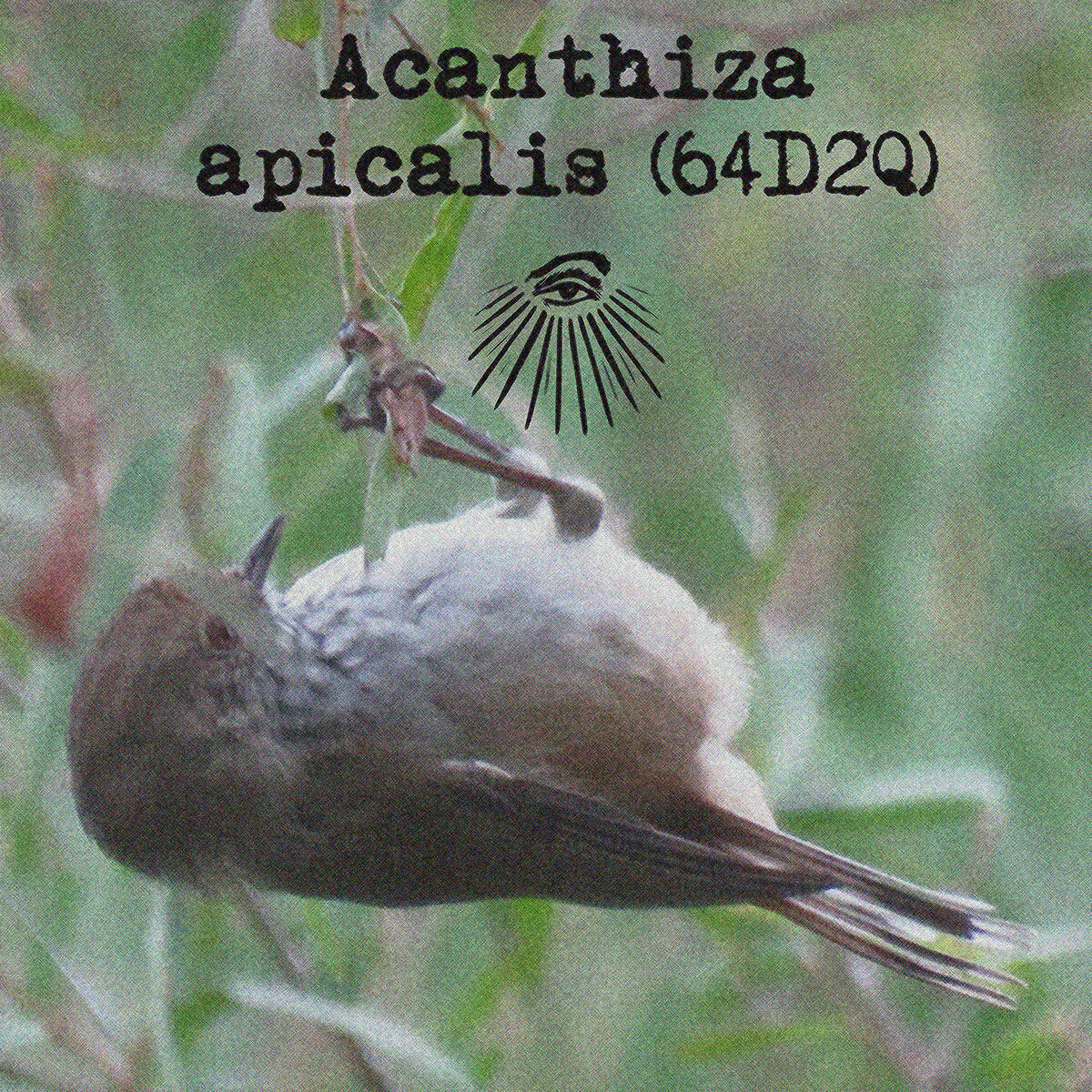 Acanthiza apicalis by Bird Watcher (Album): Reviews, Ratings, Credits ...