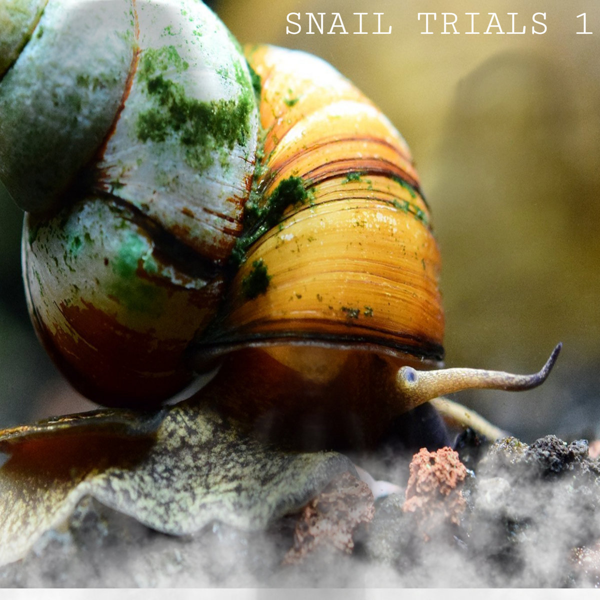 Snail Trials 1 by Snail Mouth (Album): Reviews, Ratings, Credits, Song list - Rate Your Music