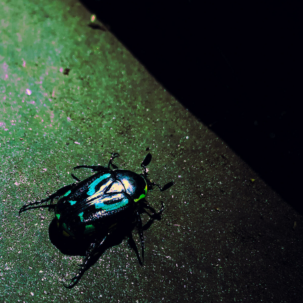 MACËY Albums: songs, discography, biography, and listening guide - Rate ...