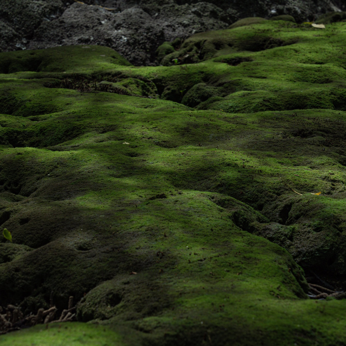 Beautiful Music, Awful Person by AlphaWhores (Single): Reviews, Ratings ...