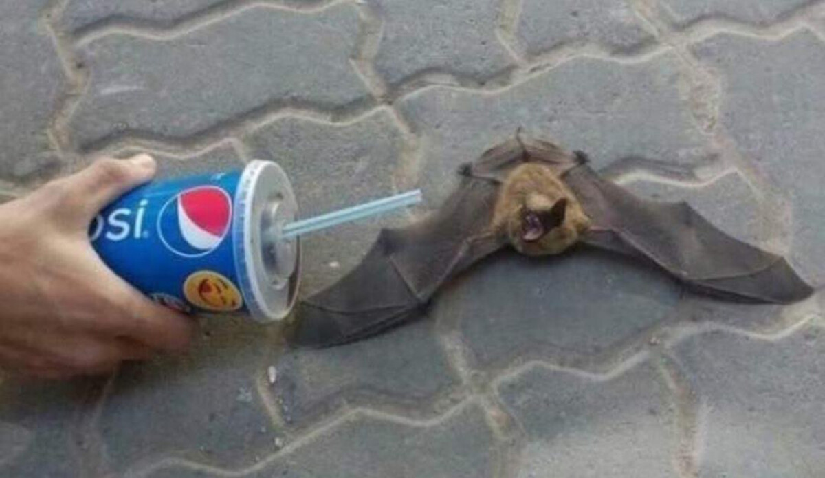 Squeak Attack by Vampire Girlfriend (Album): Reviews, Ratings, Credits ...