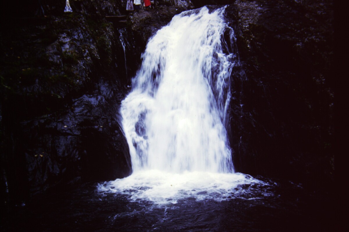 Swee H0rse by frogurt (Single): Reviews, Ratings, Credits, Song list ...