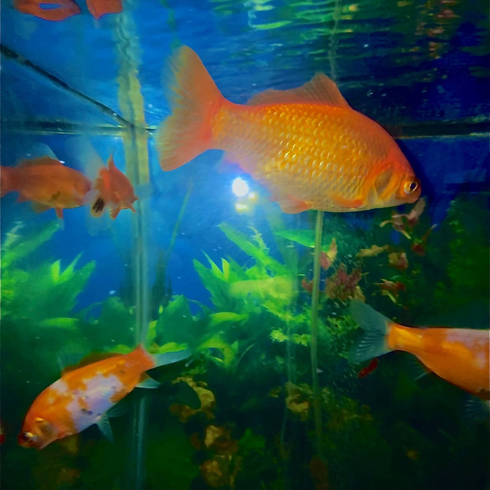 The Q by Moon Rules Apply (Single): Reviews, Ratings, Credits, Song ...