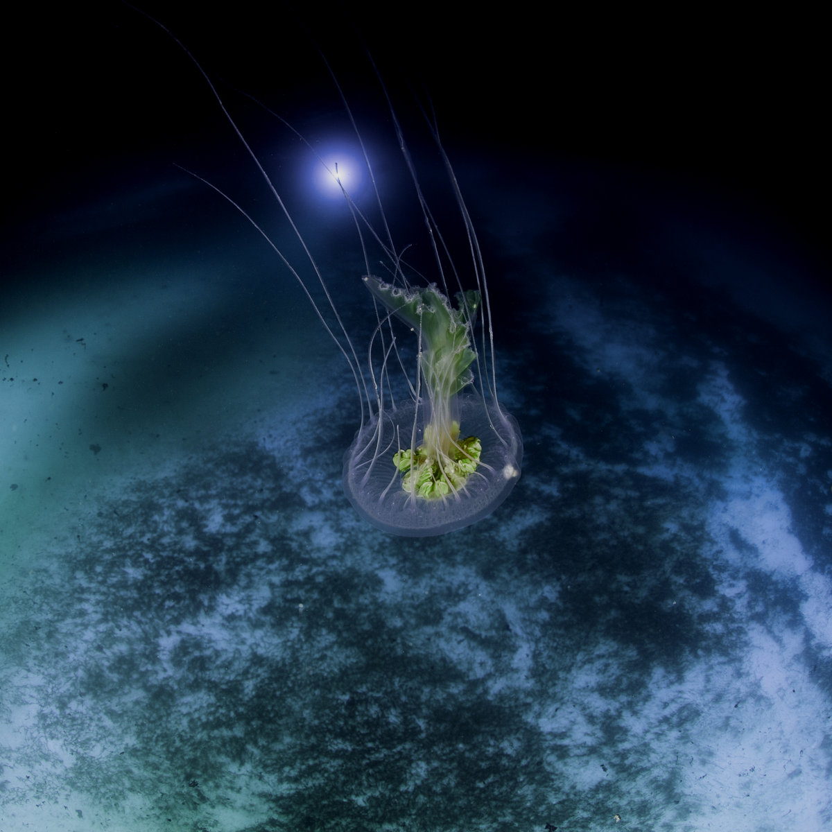 Treefish (From Ecco: Songs of Time) by Nahadoth (Single, Ambient ...