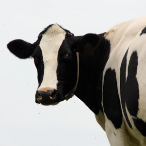 Walrus by Christof Bachmeier (Single): Reviews, Ratings, Credits, Song ...