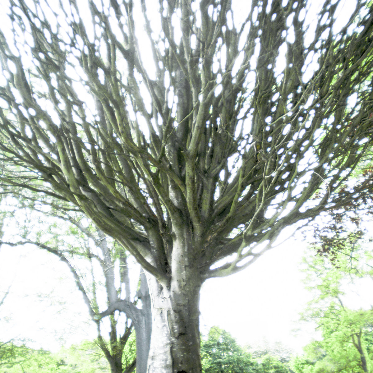 Treeworld ʘ by Apu Nanu (Single): Reviews, Ratings, Credits, Song list ...