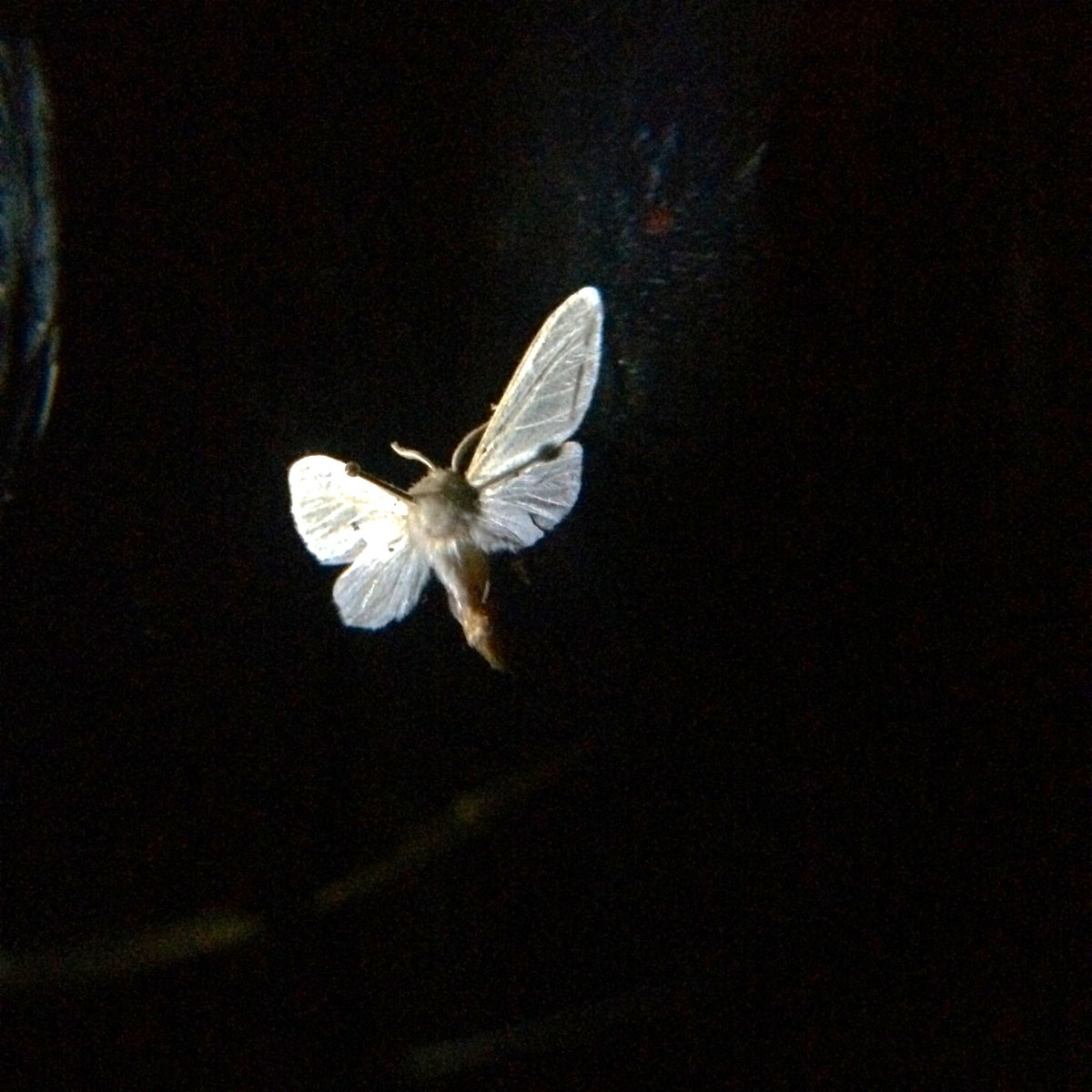 Moths by Moths (Album): Reviews, Ratings, Credits, Song list - Rate ...