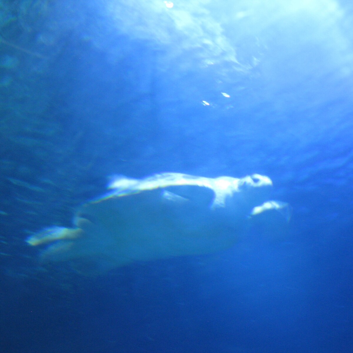 Blue Turtle by Traumprinz (DJ Mix, Ambient Trance): Reviews, Ratings ...