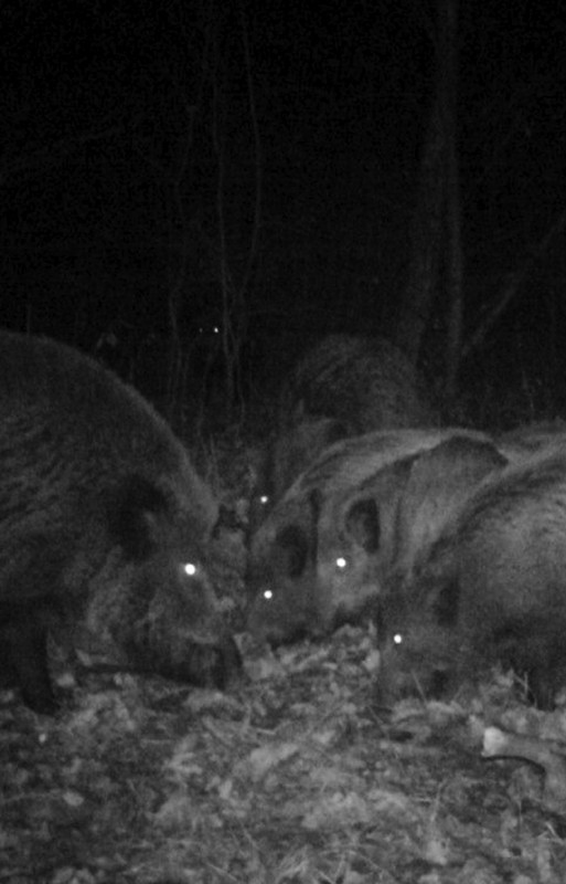 Niteris Albums: songs, discography, biography, and listening guide ...