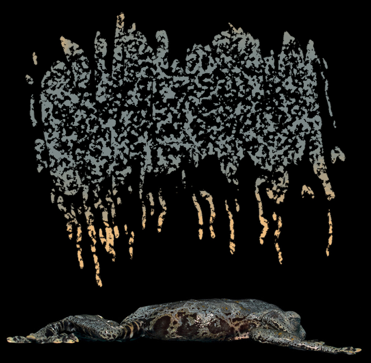 Croaked Out by Phyllomedusa (Single): Reviews, Ratings, Credits, Song ...