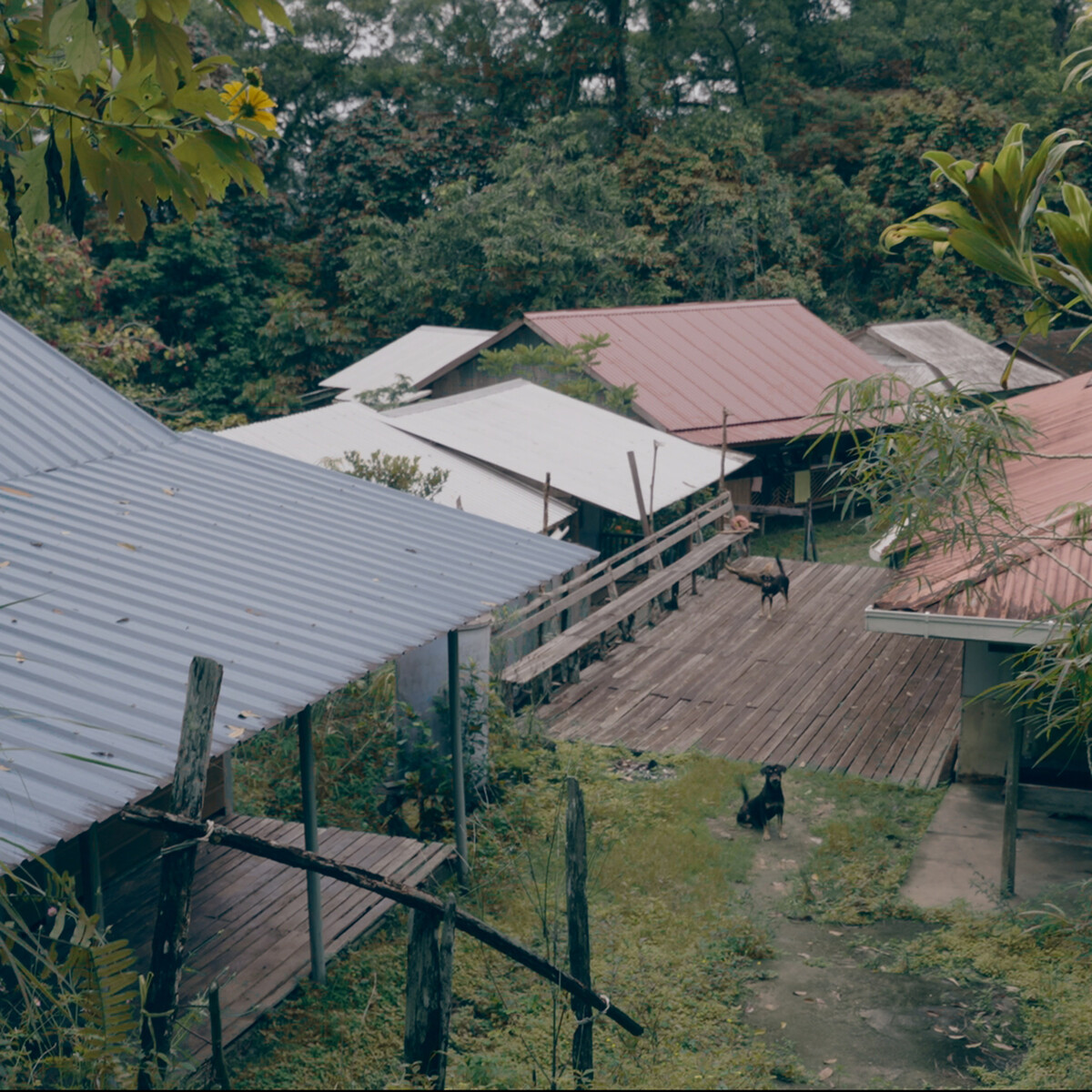 Bung Jagoi - In the Village by Kah Hoe Yii, Nigel Brown, William Kok ...