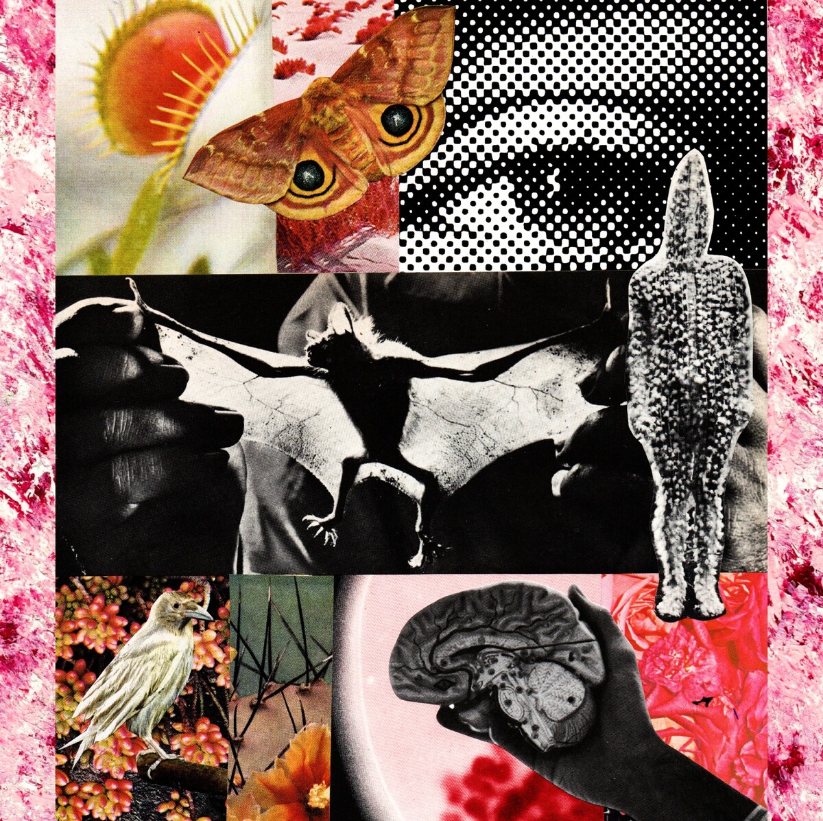 Focus / Concentration by Dosis Letalis / Arboreal (Album, Ambient Noise Wall): Reviews, Ratings ...