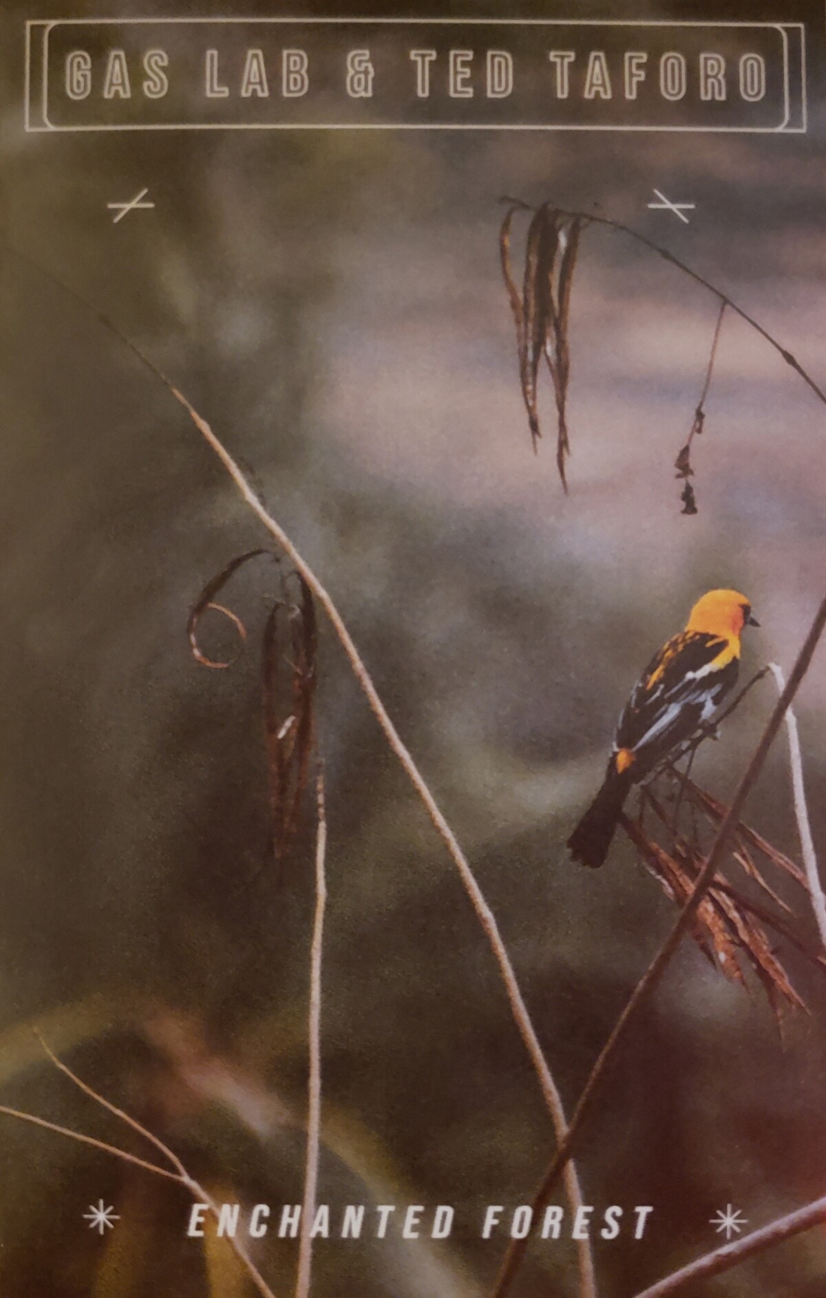 Enchanted Forest by Gas-Lab & Ted Taforo (Album; Inner Ocean): Reviews, Ratings, Credits, Song ...