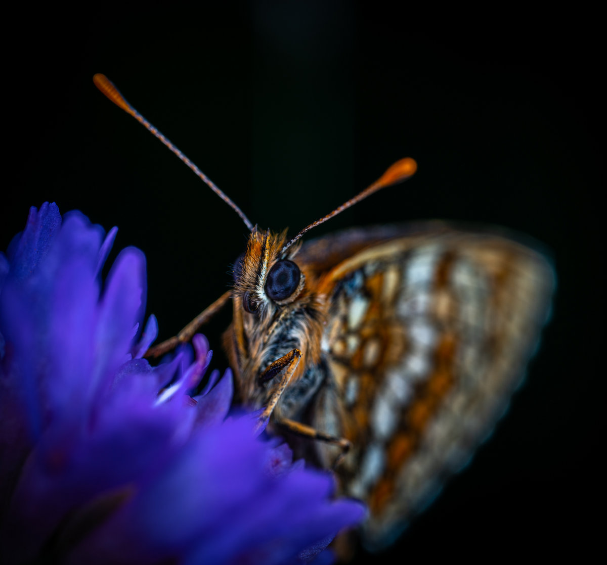 Graham Fialkiewicz Albums: songs, discography, biography, and listening ...