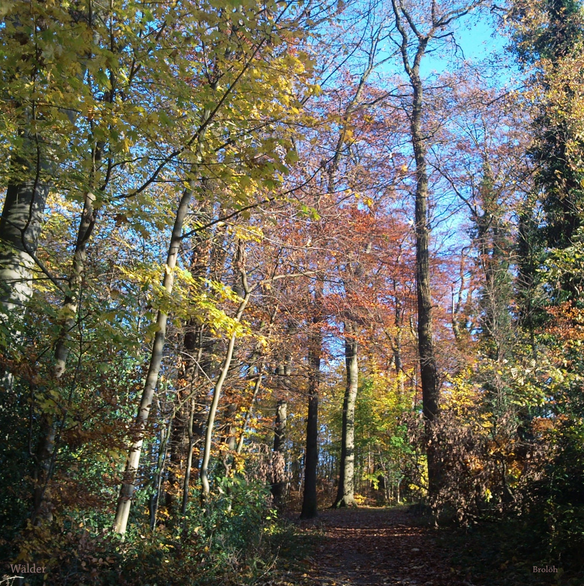 Brolöh by Wälder (Album): Reviews, Ratings, Credits, Song list - Rate ...