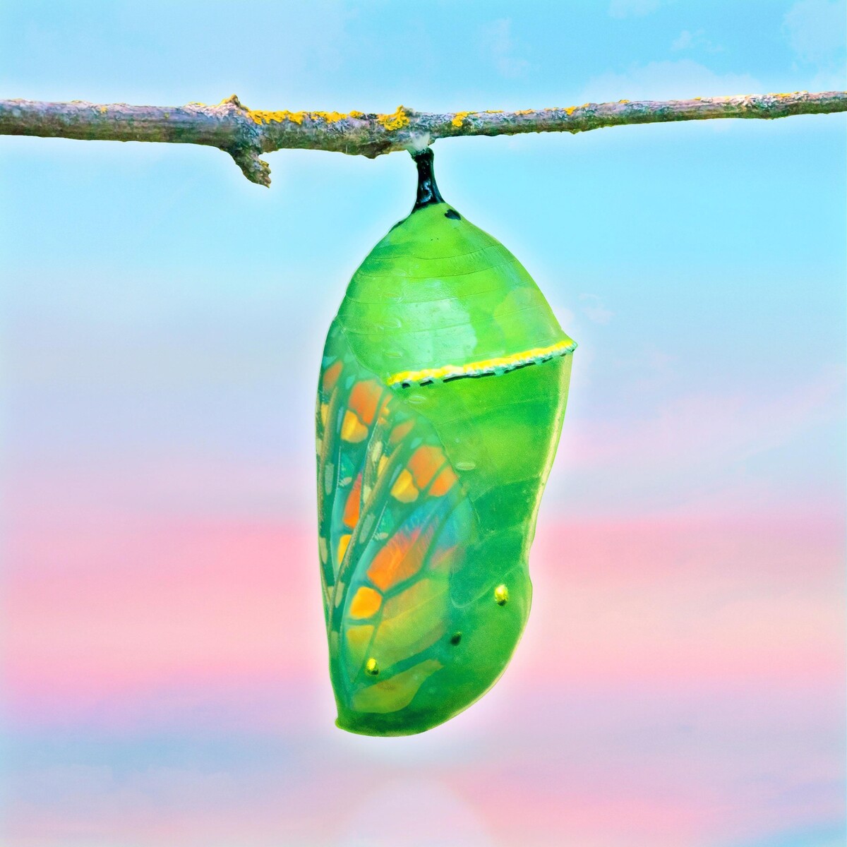 Chrysalis by Die Shiny (Single): Reviews, Ratings, Credits, Song list ...