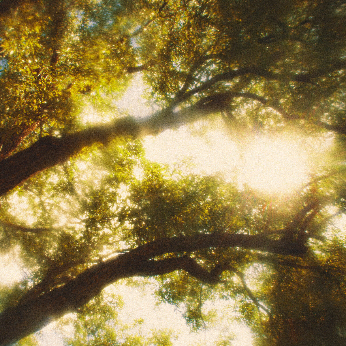 Traces (Early Version) by Vesky (Single): Reviews, Ratings, Credits ...