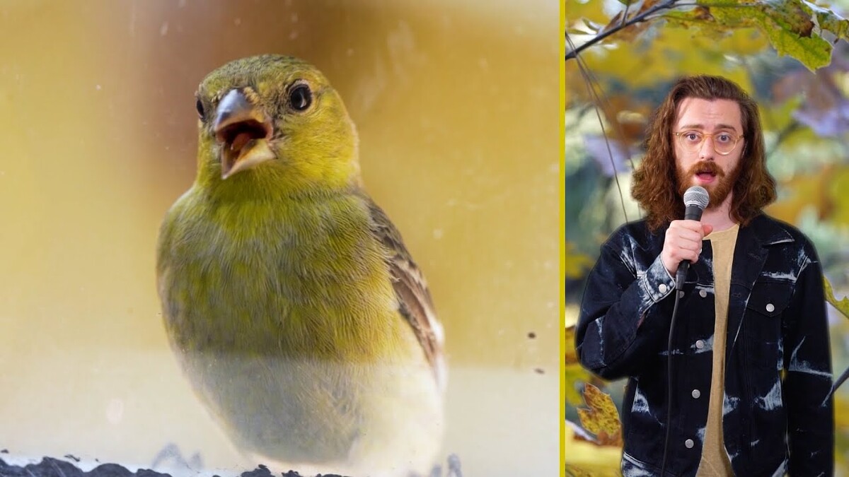 It's Nesting Season by Brian David Gilbert (Music video): Reviews ...