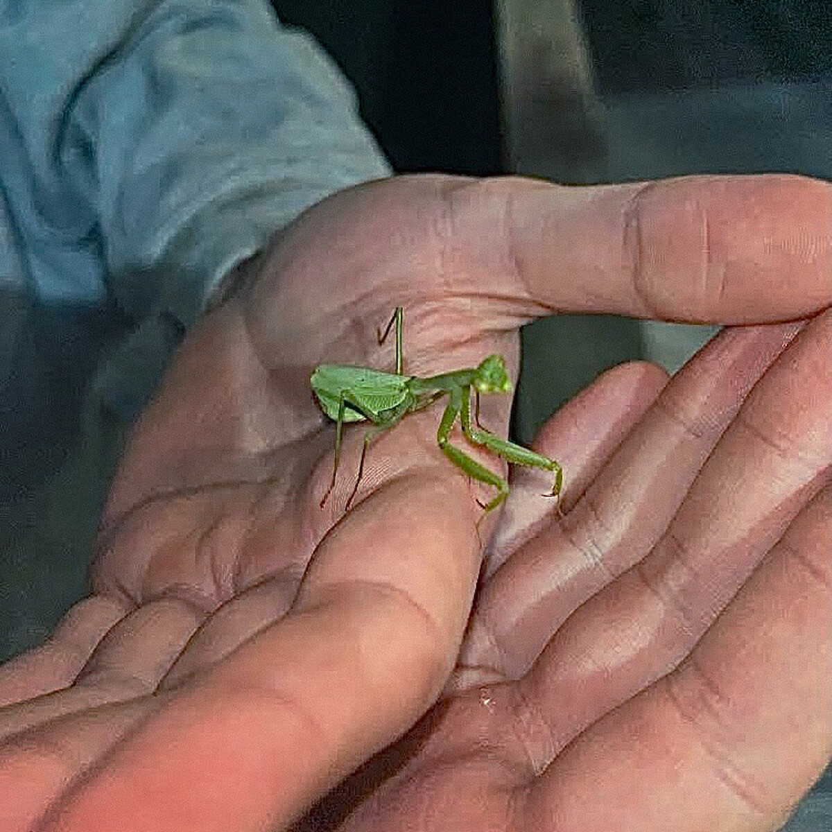 Protective Paints by SLAP RASH (Single): Reviews, Ratings, Credits ...