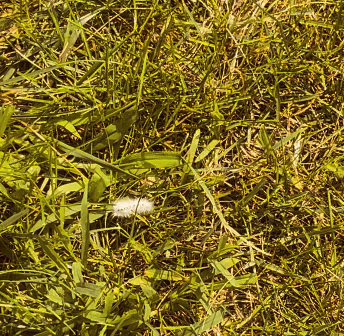 Blood Rushing to the Brain / Bugs by Ubis (Single): Reviews, Ratings ...