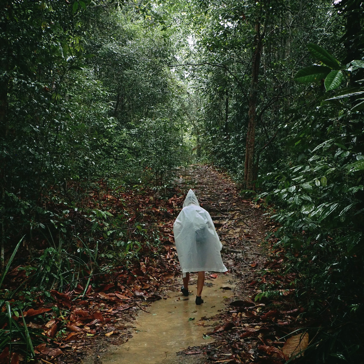 Best Animal Sounds albums of 2025 - Rate Your Music