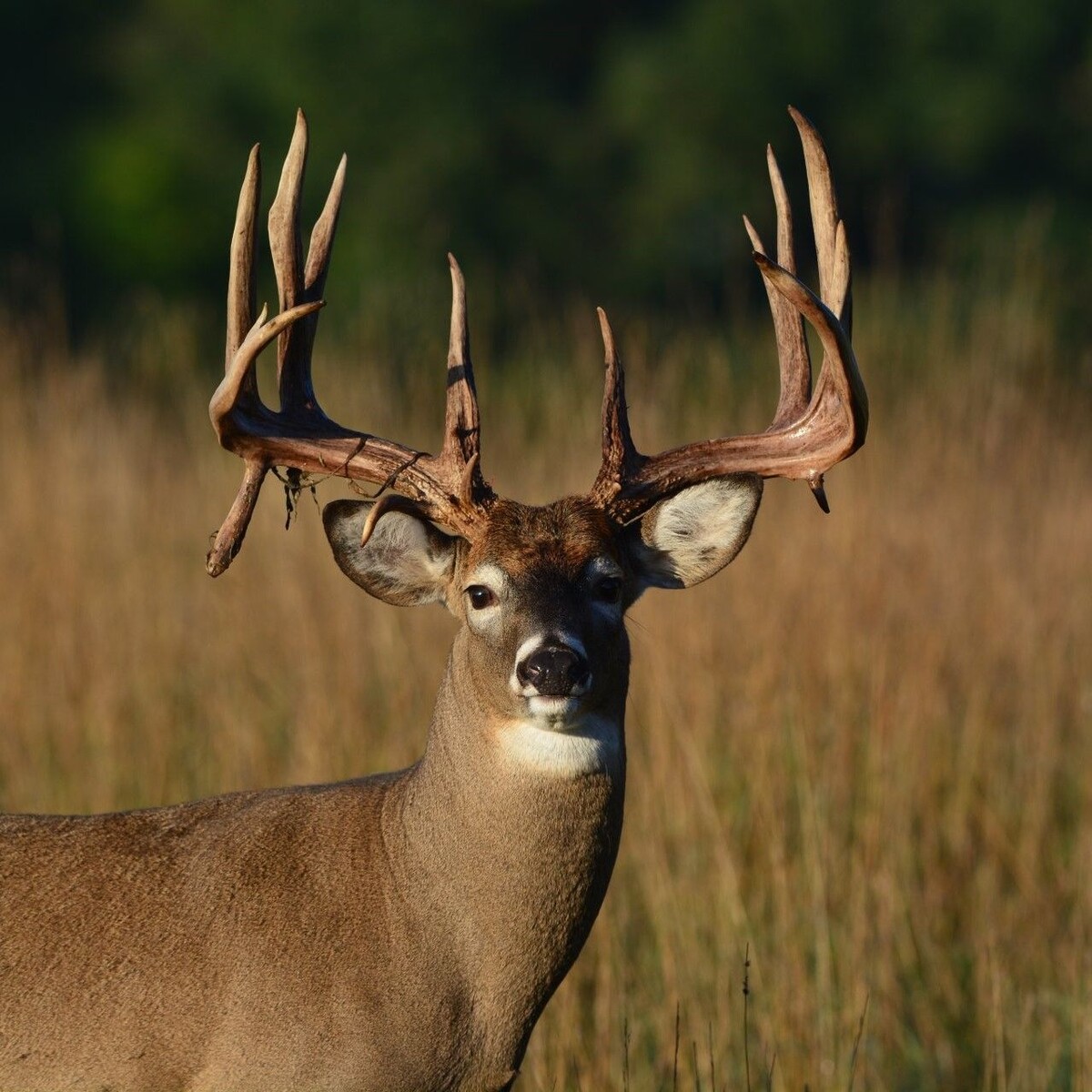 Hunting Season by Chadpilled (Single): Reviews, Ratings, Credits, Song ...