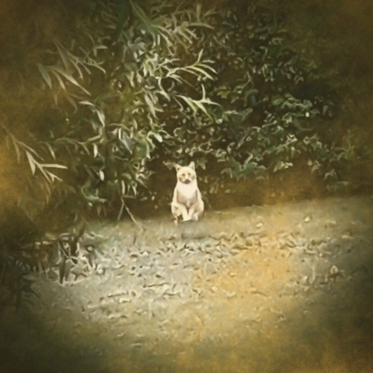 Soul Provider by Olion (Album, Harsh Noise Wall): Reviews, Ratings ...