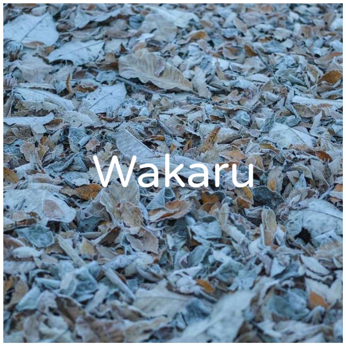 Wakaru by Michiru Aoyama (Album): Reviews, Ratings, Credits, Song list - Rate Your Music