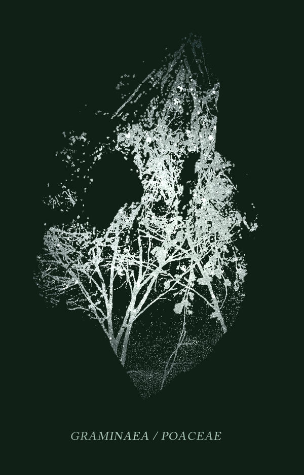 Graminaea / Poaceae by Sequences / Isolated Existence (Album): Reviews ...