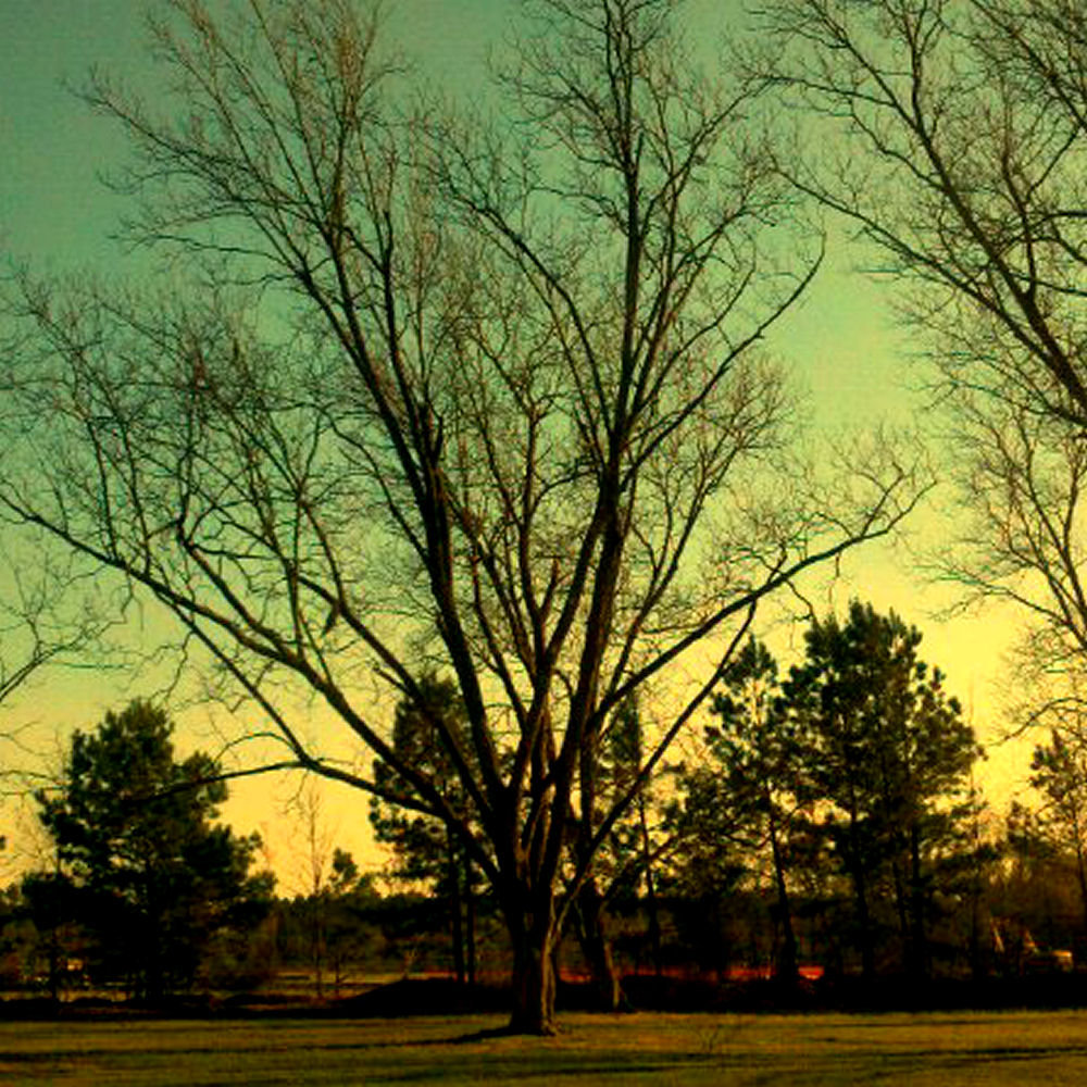 09 / 24 ( Abiotics ) by Coppice Halifax (Album): Reviews, Ratings ...