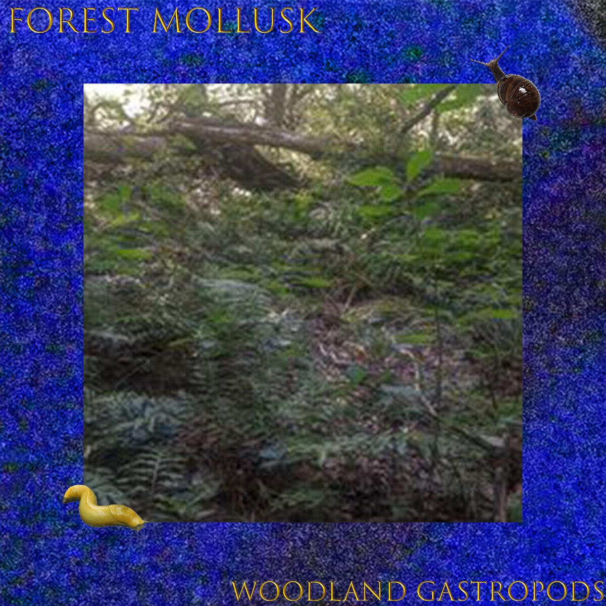 Woodland Gastropods by Forest Mollusk (Album): Reviews, Ratings, Credits, Song list - Rate Your ...