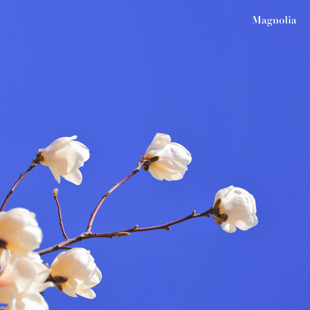Magnolia by Aden (Single): Reviews, Ratings, Credits, Song list - Rate ...
