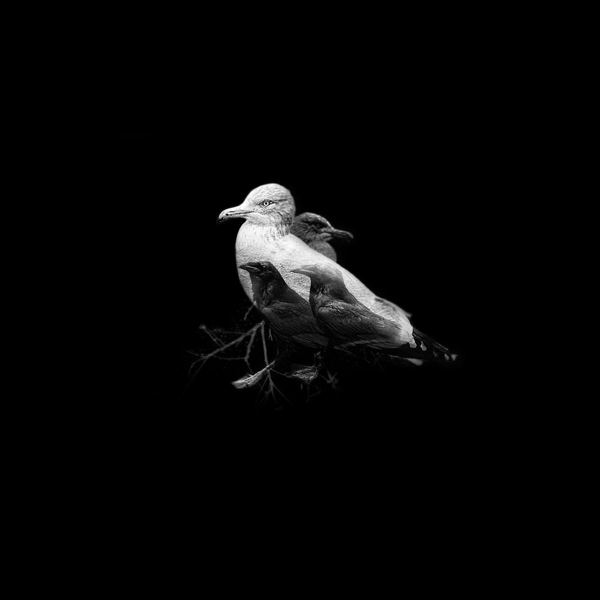 Ghost Bird by Clara Engel & Bradley Sean Alexander (Album, Dark Folk ...