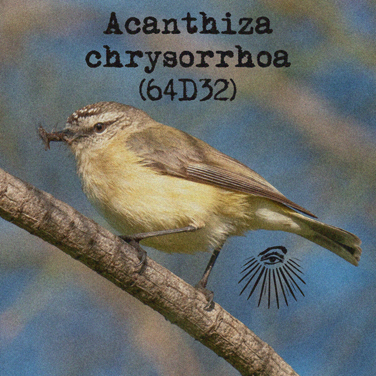 Acanthiza chrysorrhoa by Bird Watcher (Album): Reviews, Ratings ...