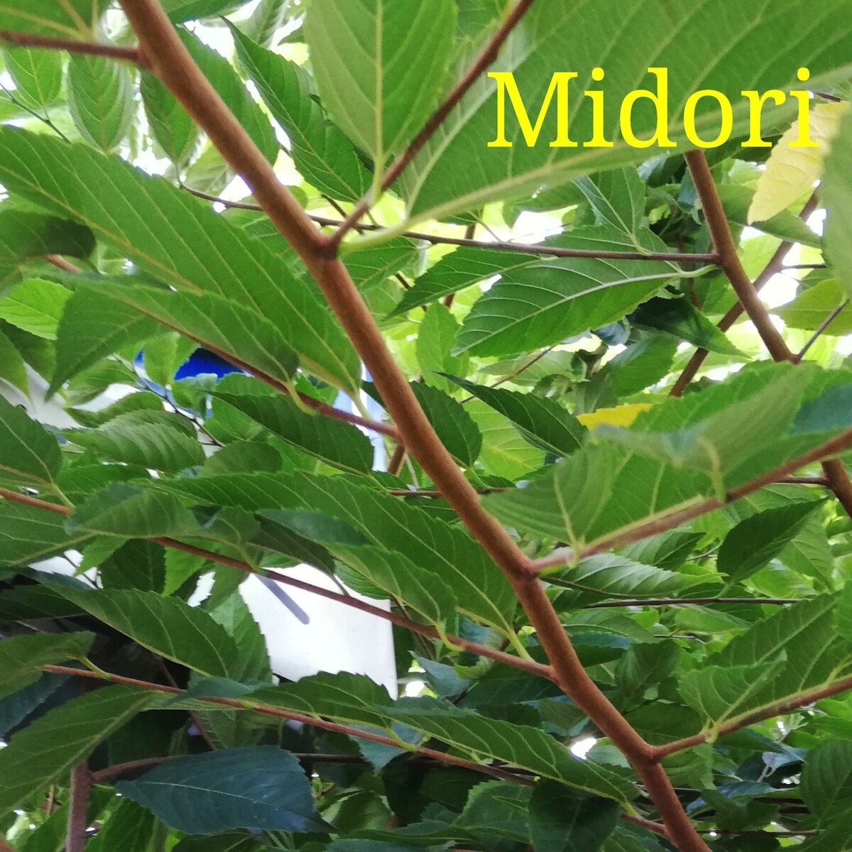 Midori by Michiru Aoyama (Album): Reviews, Ratings, Credits, Song list ...