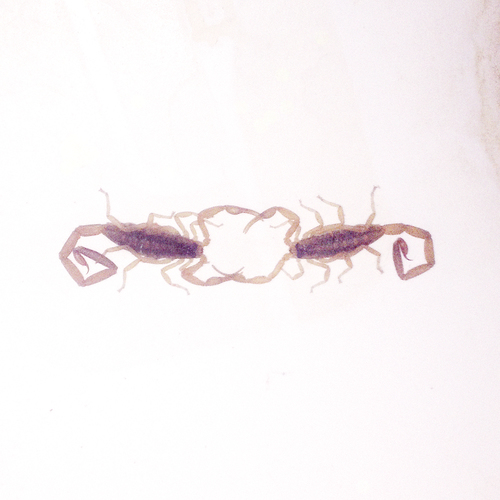 Cross Record Albums: songs, discography, biography, and listening guide ...