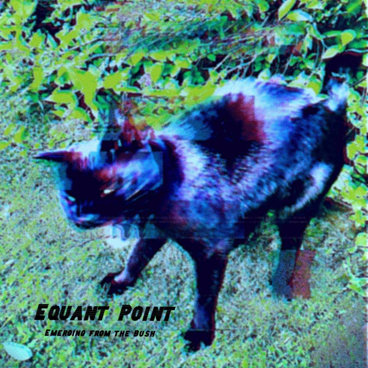 Emerging From the Bush by Equant Point (EP): Reviews, Ratings, Credits ...