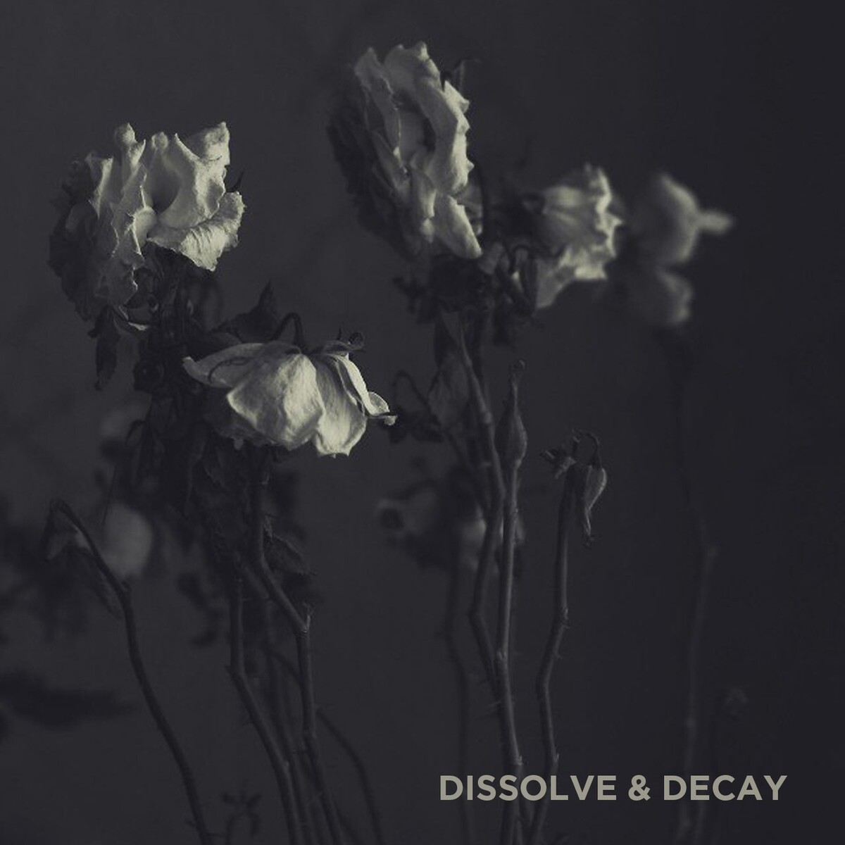 Dissolve & Decay by Josie May (Single, Melodic Metalcore): Reviews ...