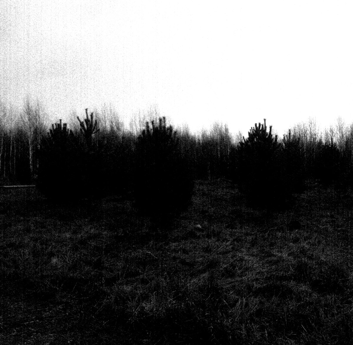 Bleak Forest Park I by Sleep Column (Album, Harsh Noise Wall): Reviews ...