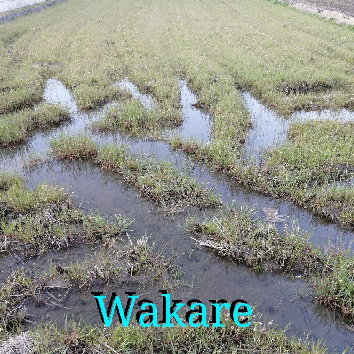 Wakare by Michiru Aoyama (Album): Reviews, Ratings, Credits, Song list ...