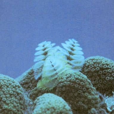 Shiba Albums: songs, discography, biography, and listening guide - Rate ...