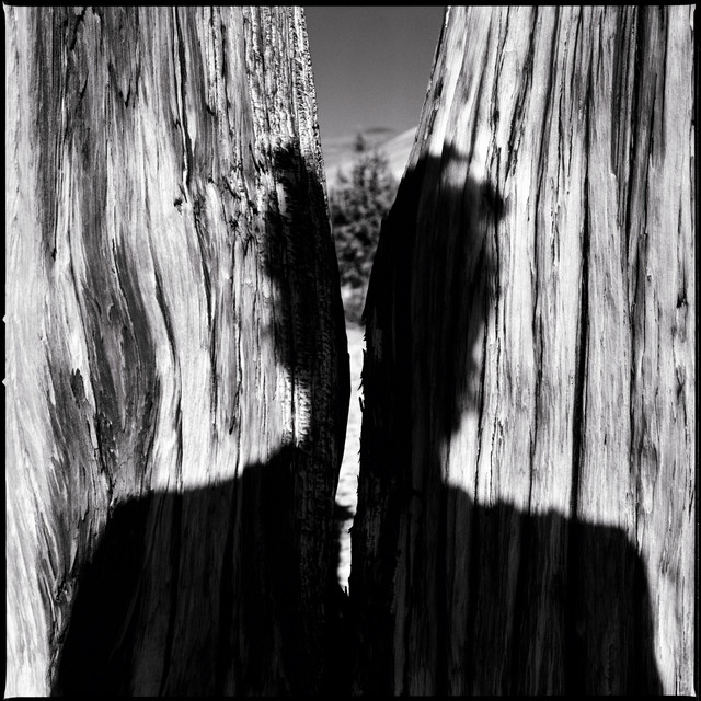 Tinsel Man by Sumo Princess (Single): Reviews, Ratings, Credits, Song ...