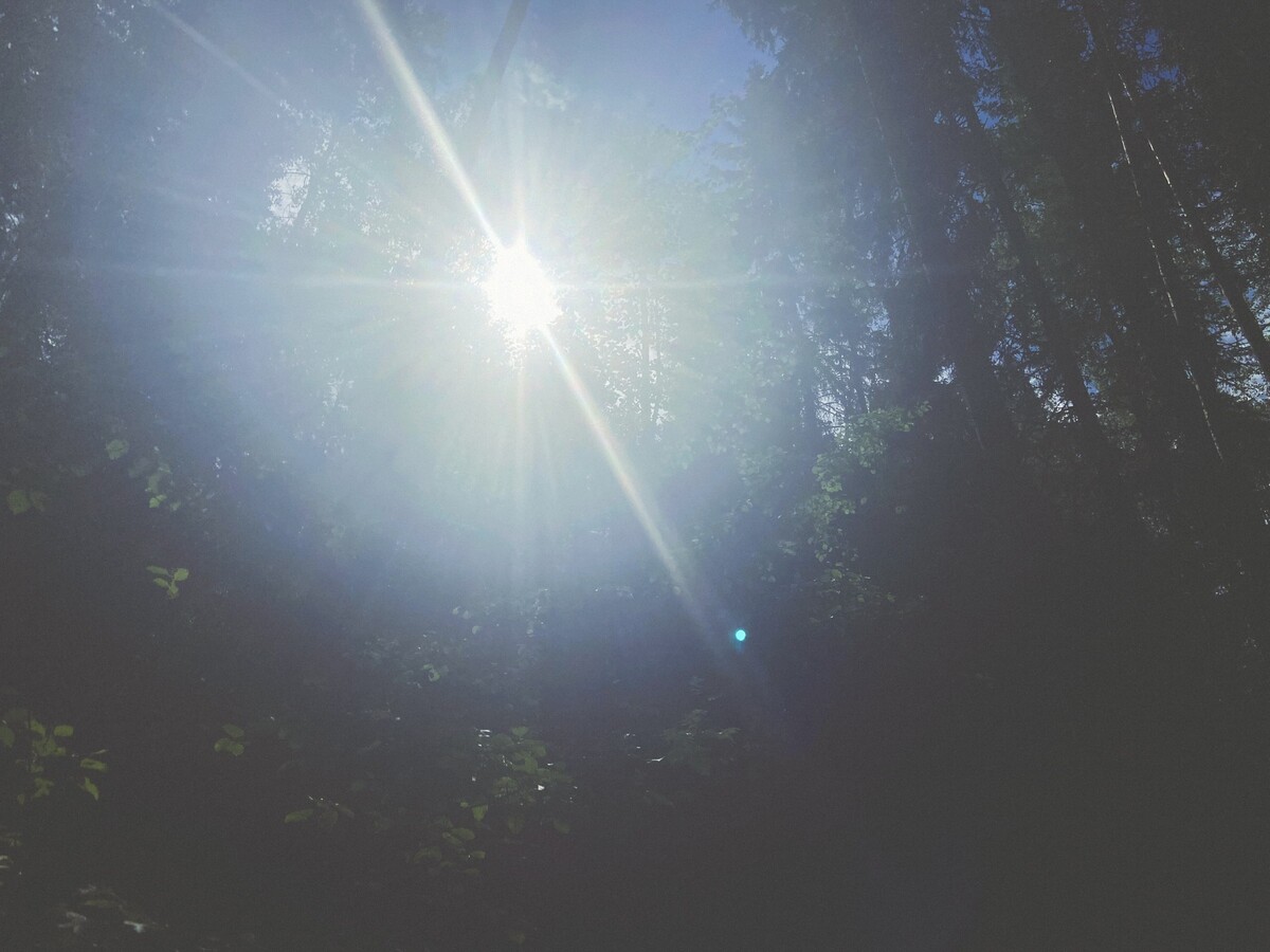 Awakening Forest by Lurp Sheets (Album; n/a; n/a): Reviews, Ratings ...