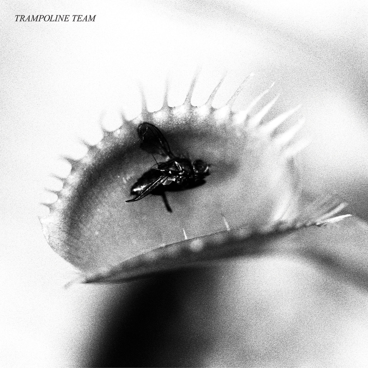 Trampoline Team by Trampoline Team (Album, Punk Rock): Reviews, Ratings ...