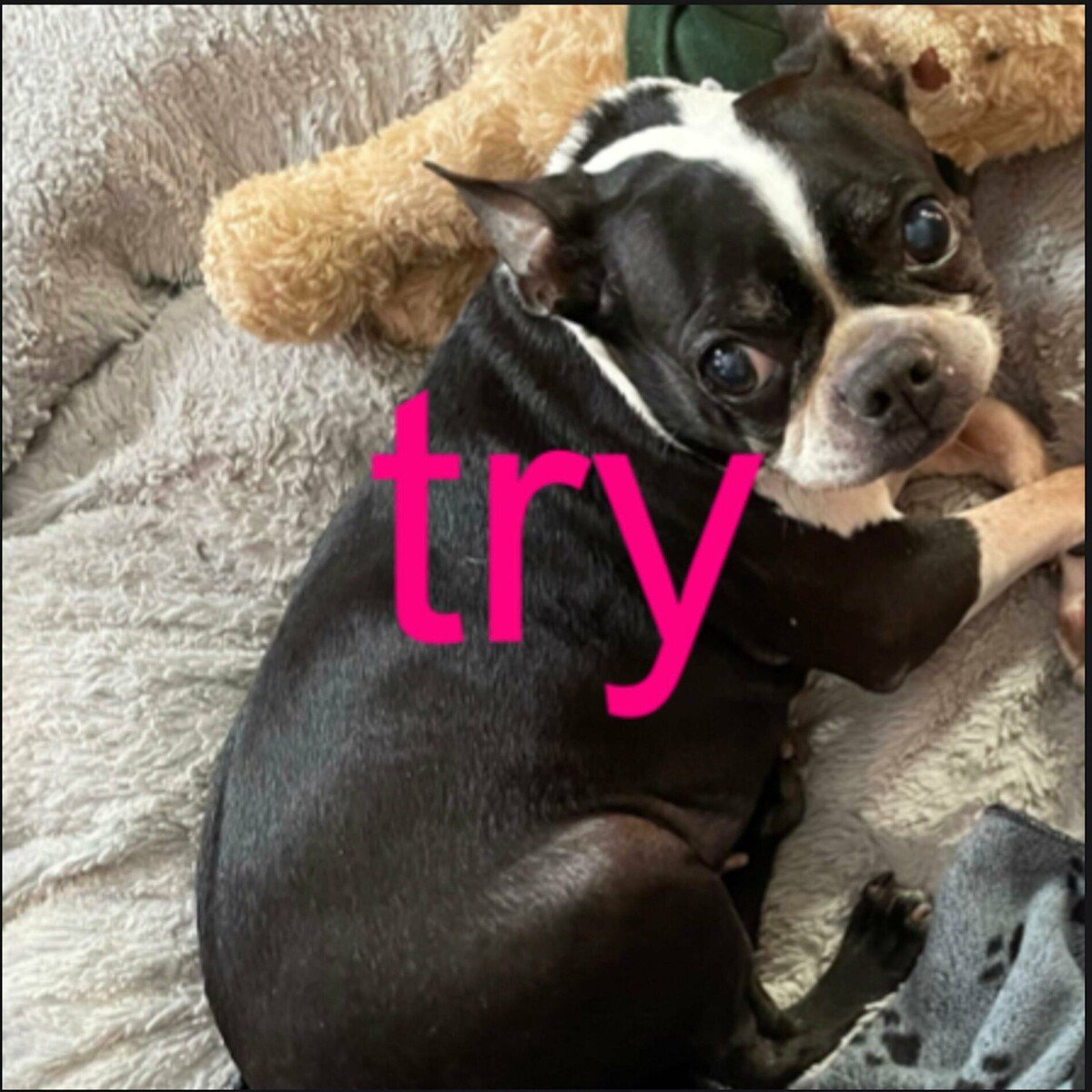 try by Sipper (Single, Electropop): Reviews, Ratings, Credits, Song ...