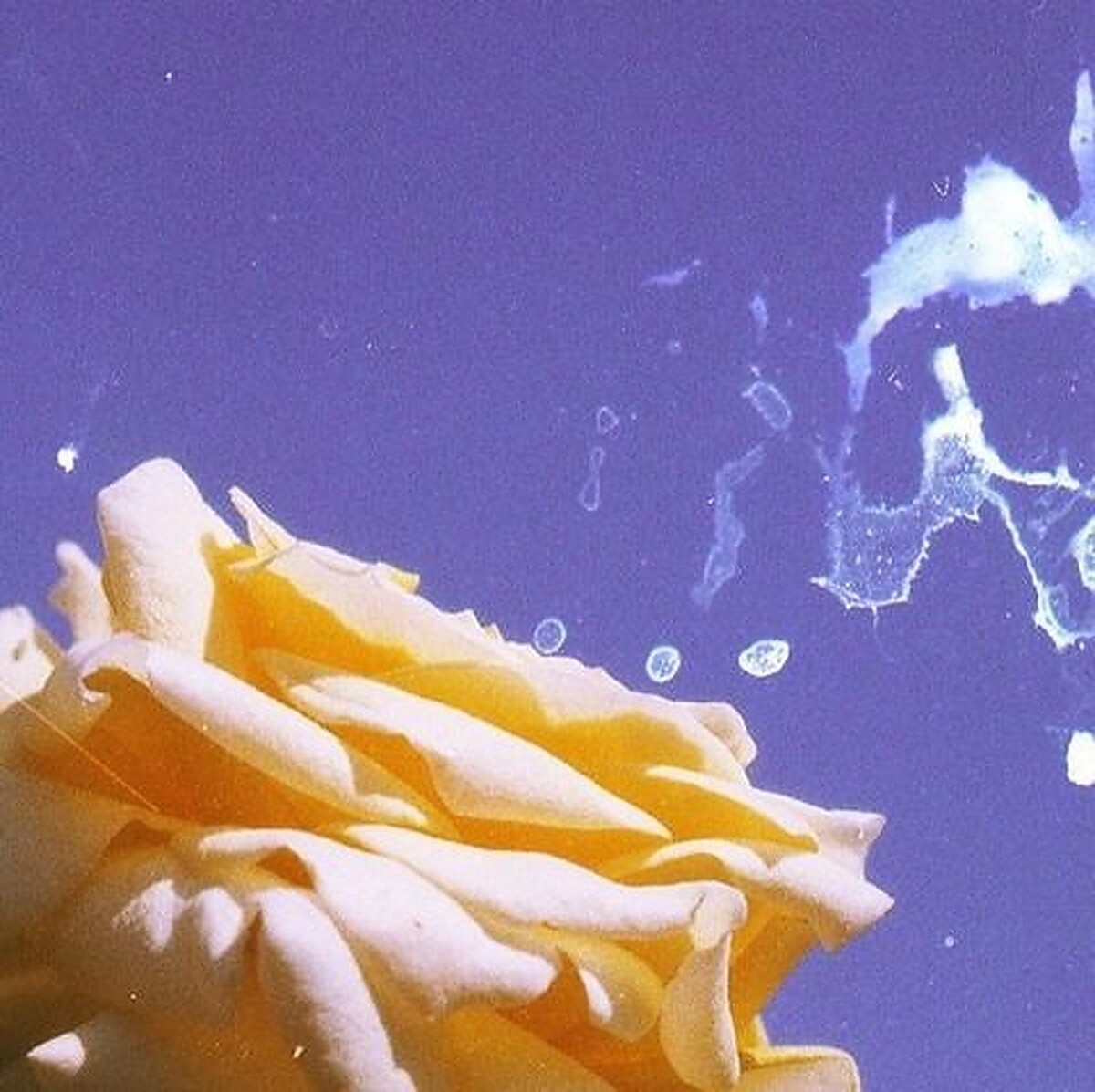 cute Albums: songs, discography, biography, and listening guide - Rate ...