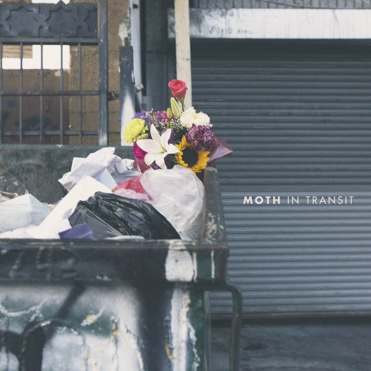 Moth Albums: songs, discography, biography, and listening guide - Rate ...